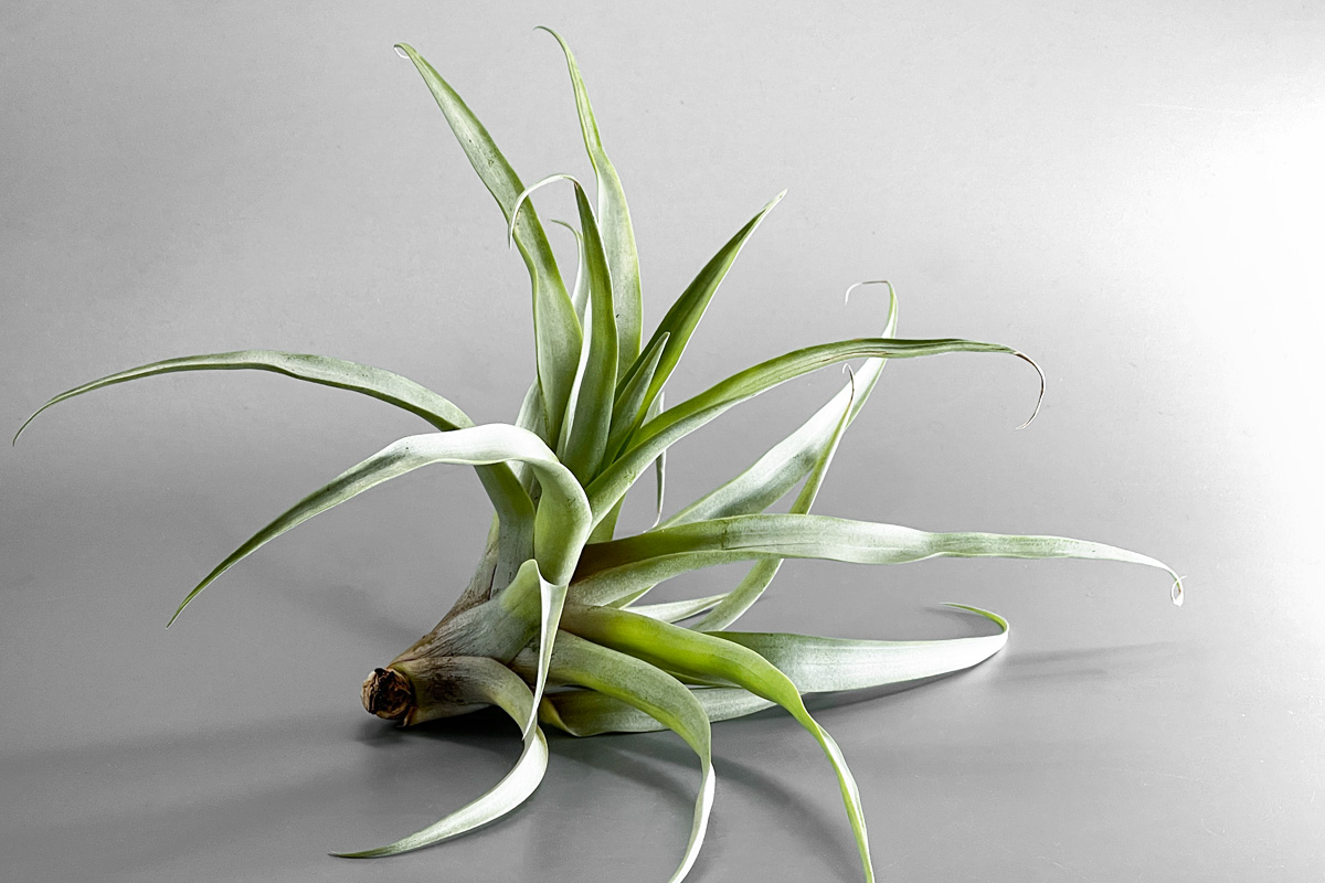 チランジア・セクンダ徹底解説：銀葉・赤花・ヴィヴィパラの三拍子【Tillandsia secunda】